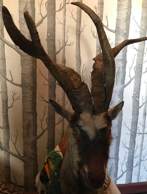 Restoration vintage goat – Yours Oddly